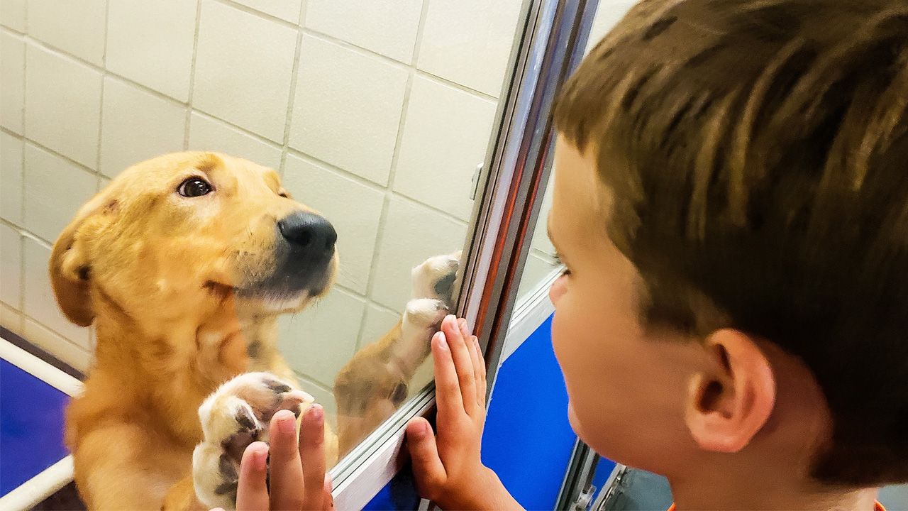 Adoption Services - Salisbury Animal Hospital